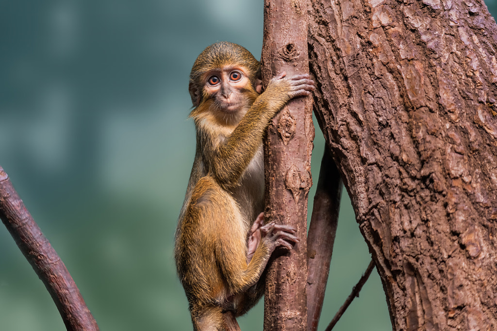 Little sneaky monkey by Nikolay Suvorov / 500px