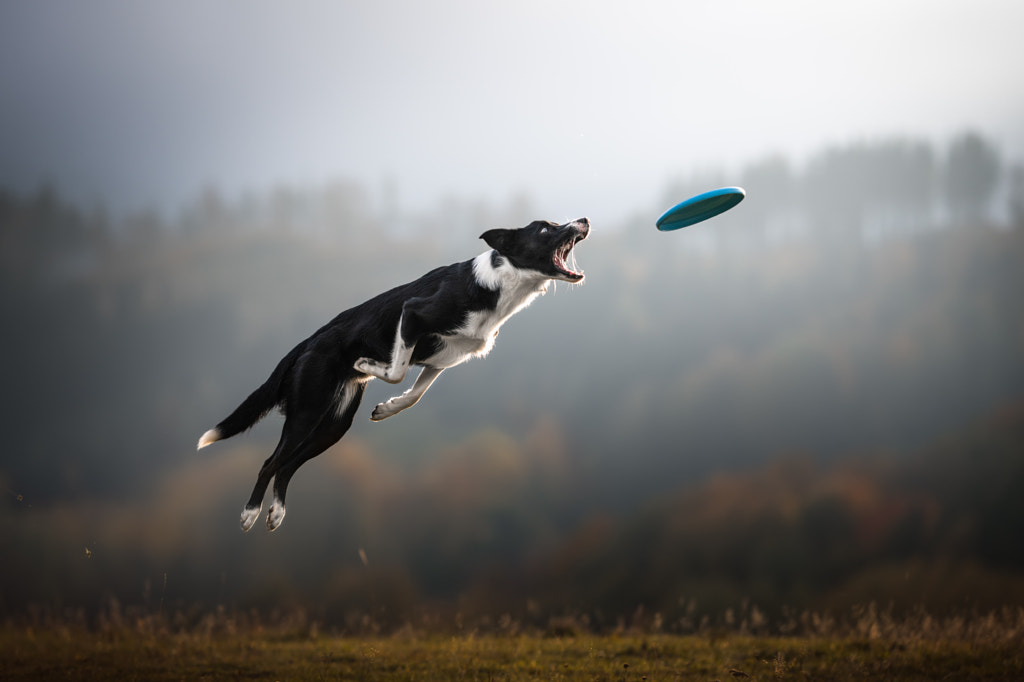 Side view of dog jumping on field against sky and mountais by Iza Łysoń ...