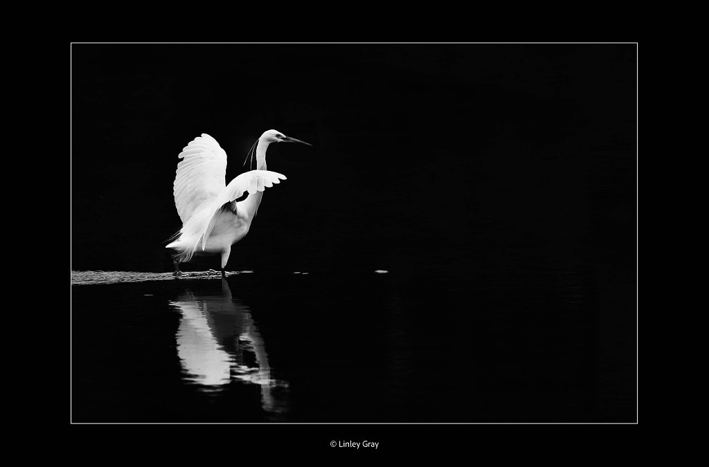 angel wings by 3 Iceblue / 500px