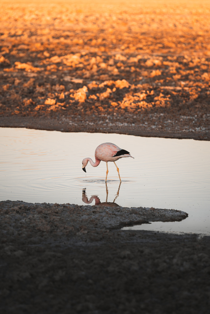 Andean Flamingo by Ueli Frischknecht / 500px