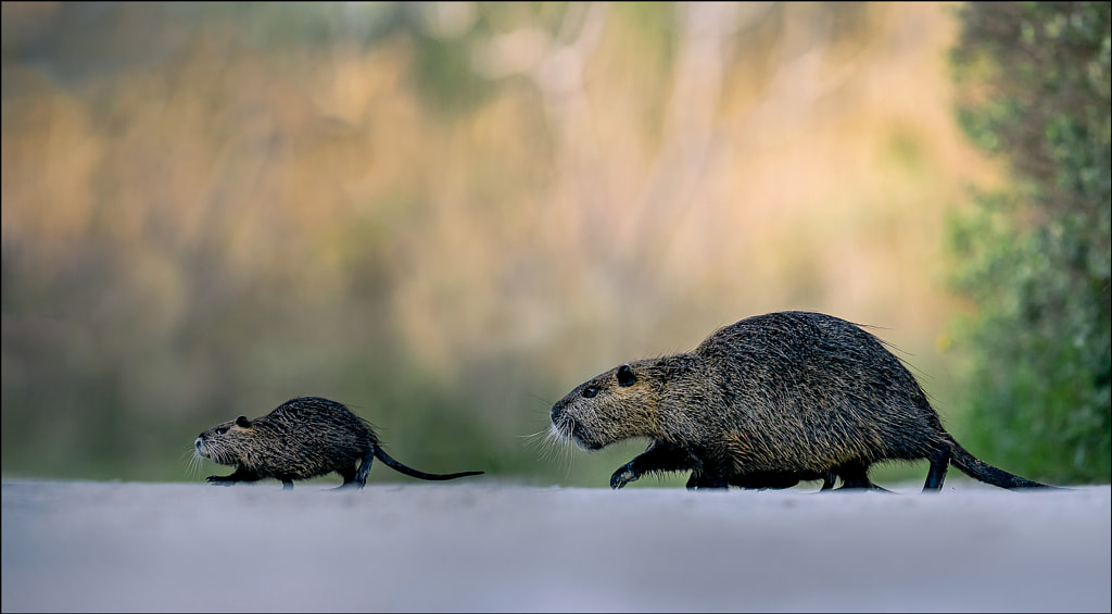Two Nutria on a walk by Georg Scharf / 500px