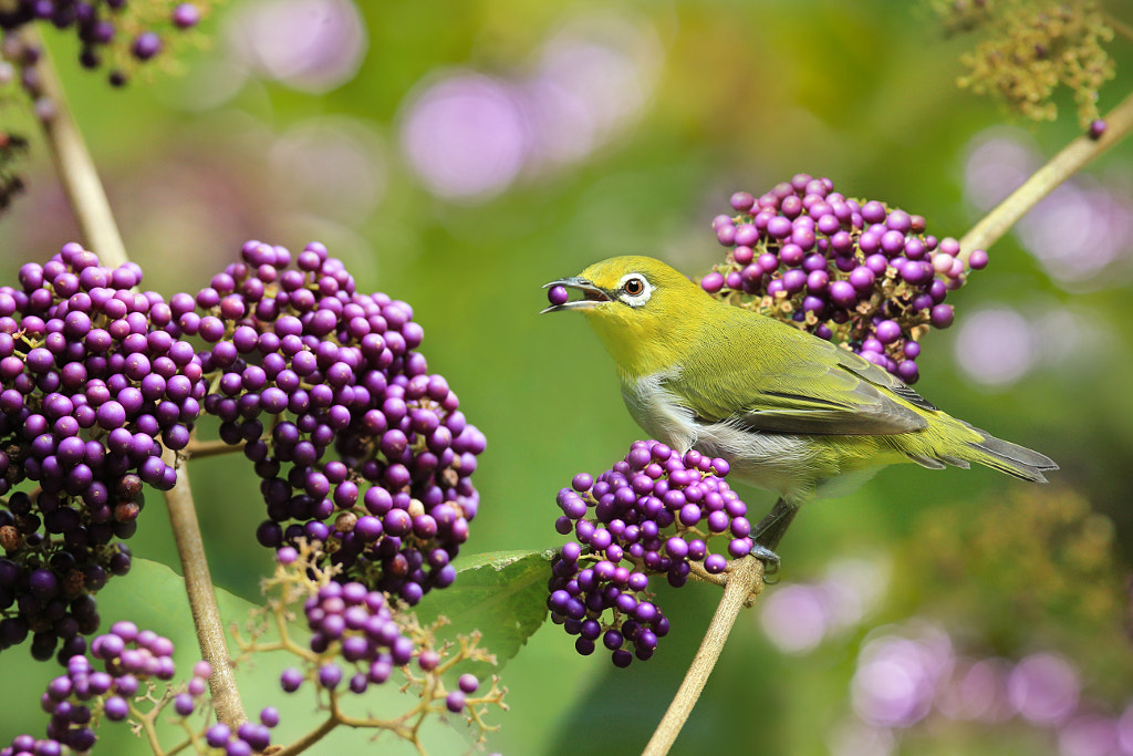 Yummy Purple Lunch by Sue Hsu / 500px