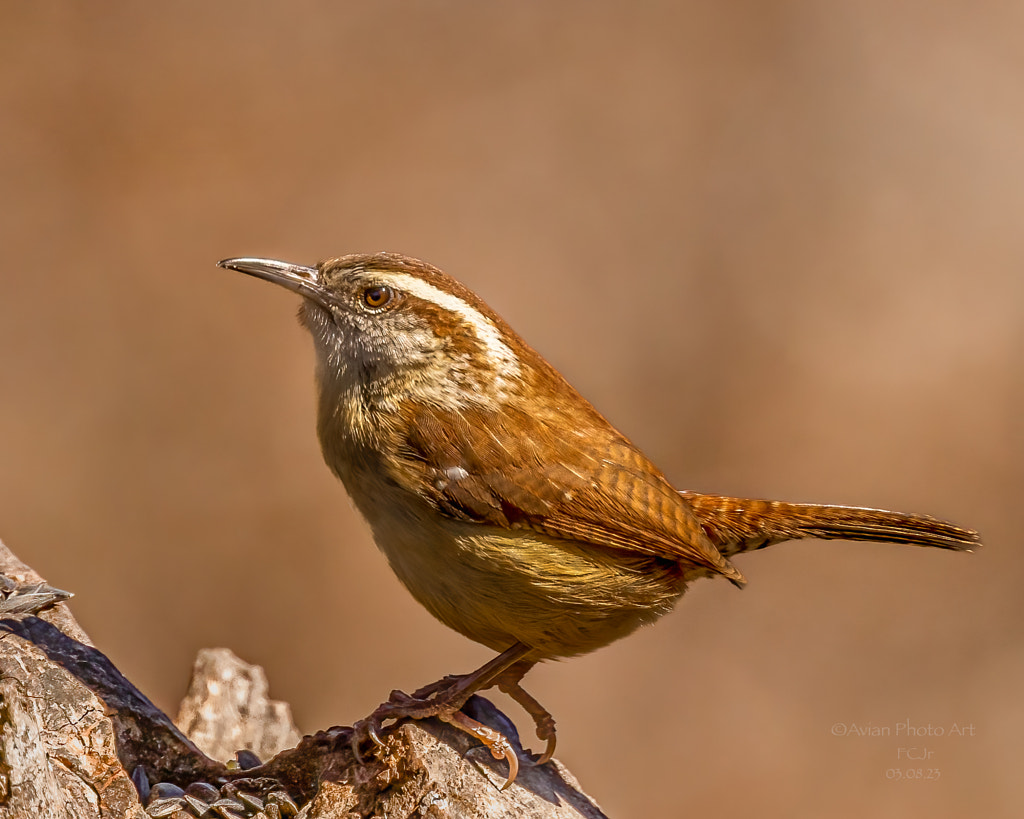 Carolina Wren by Fran Czemerda Jr / 500px