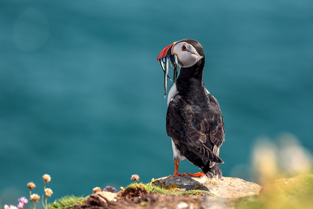 Saltee Islands - Atlantic Puffin by Peter Krocka / 500px