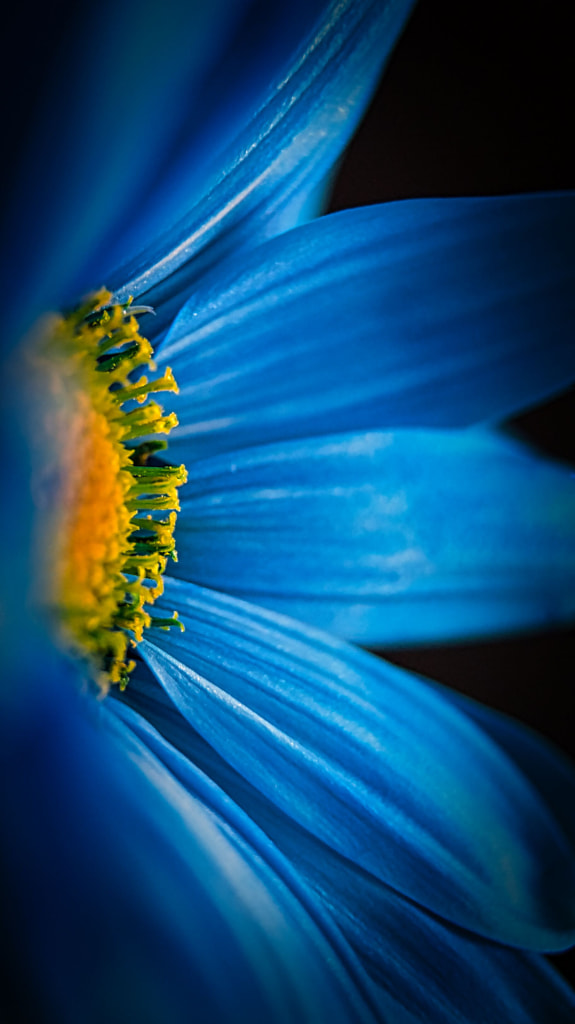 Deep blue by Cheryl McGovern / 500px