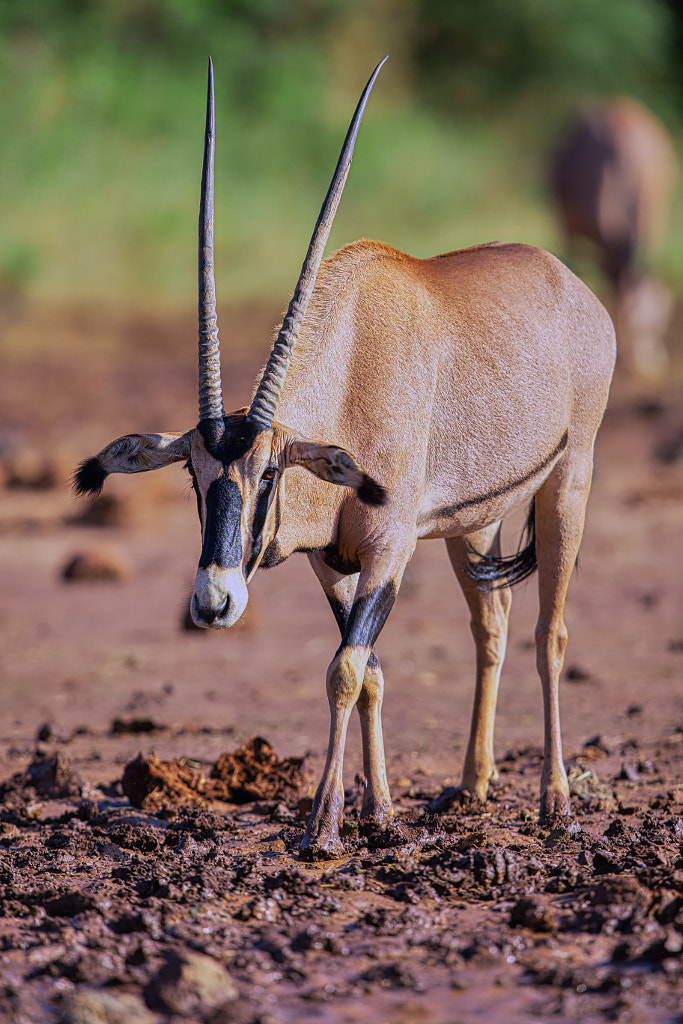 Orix by Sudipta Chakraborty / 500px