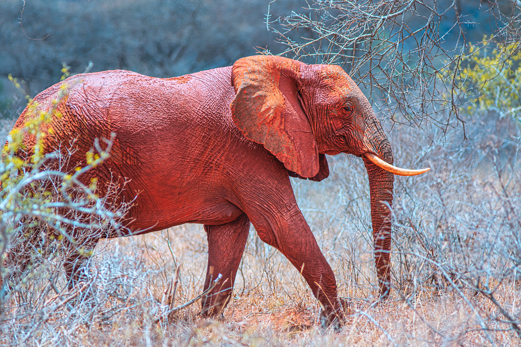 Red elephant by Sudipta Chakraborty / 500px