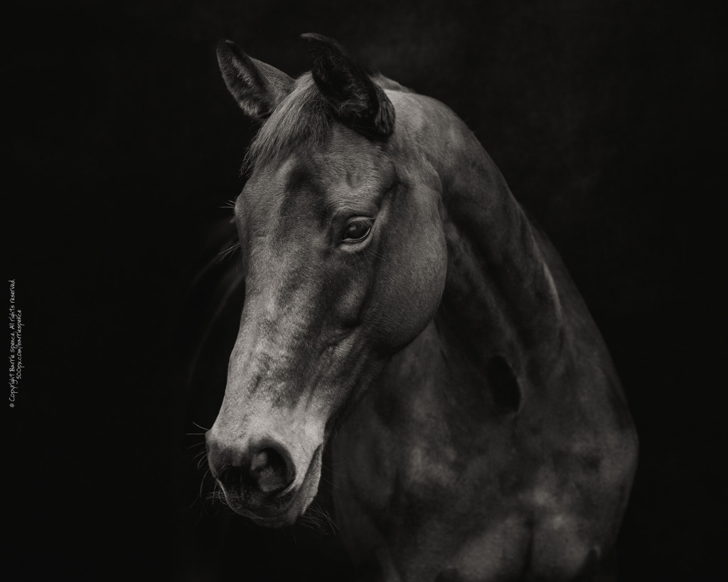 Ruby by Barrie Spence / 500px