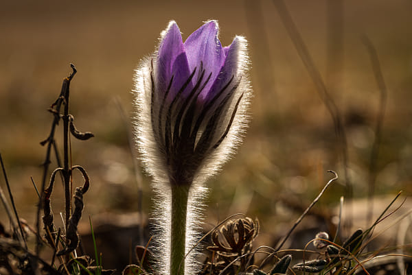 Spring miracle by Katalin Bán / 500px