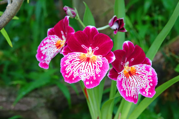 Stiefmütterchenorchidee by Angela Hennig | 500px