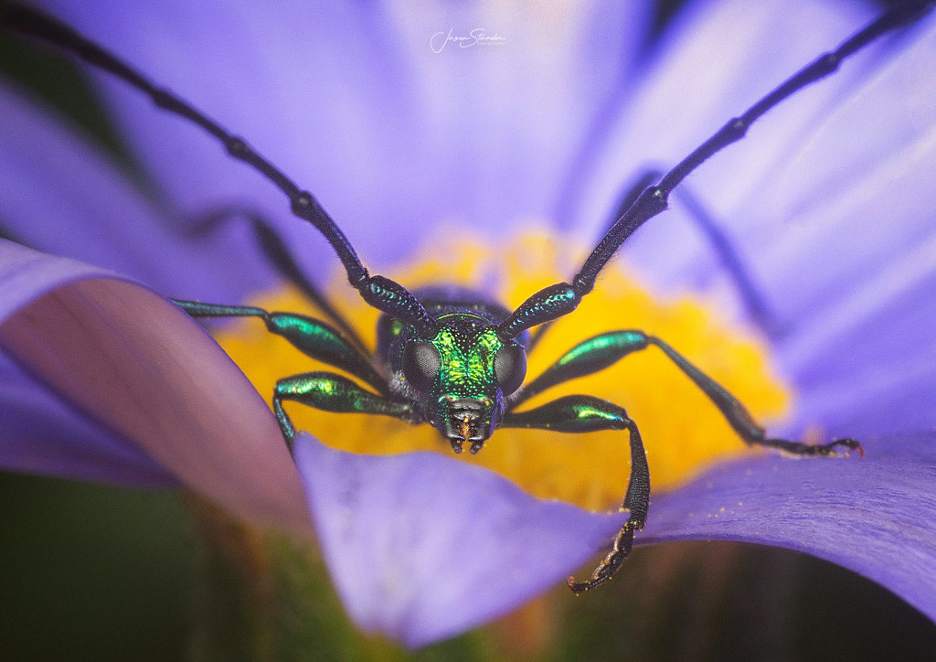 Mr Alien by Jason Stander / 500px