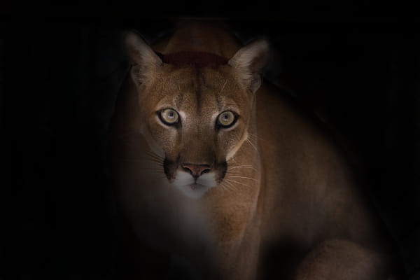 Facing Extinction by Mindy Towns | 500px