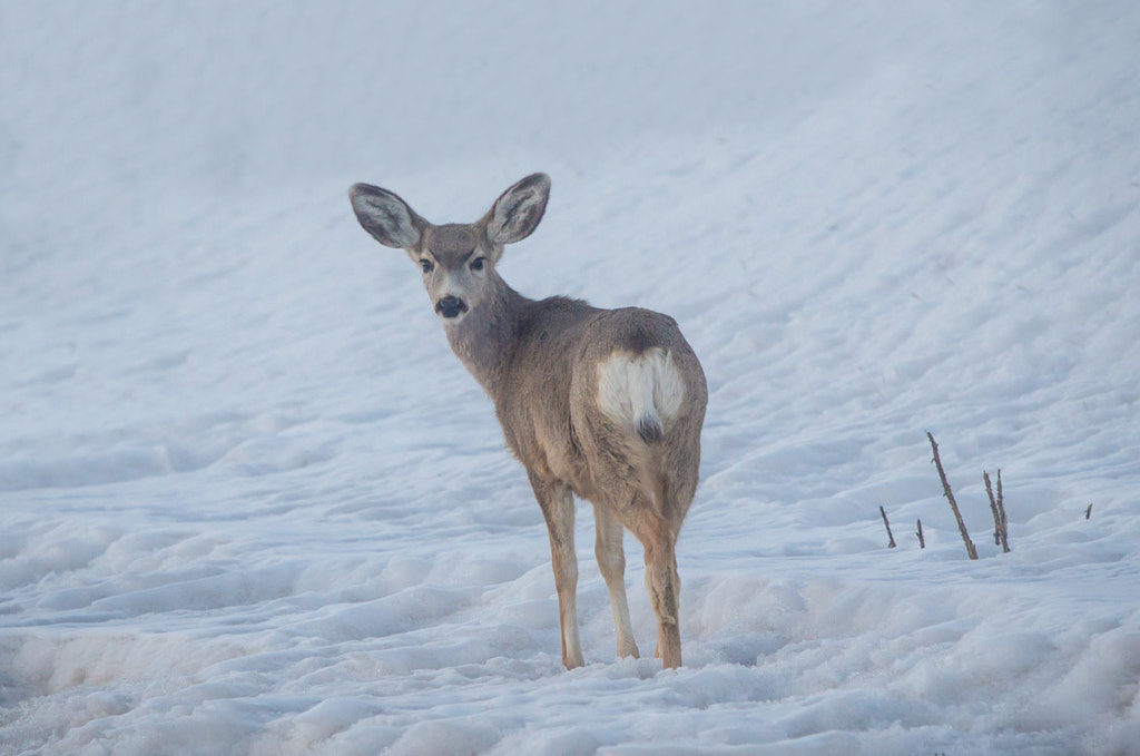 Deer Meeting My Gaze by Laura Bellamy / 500px