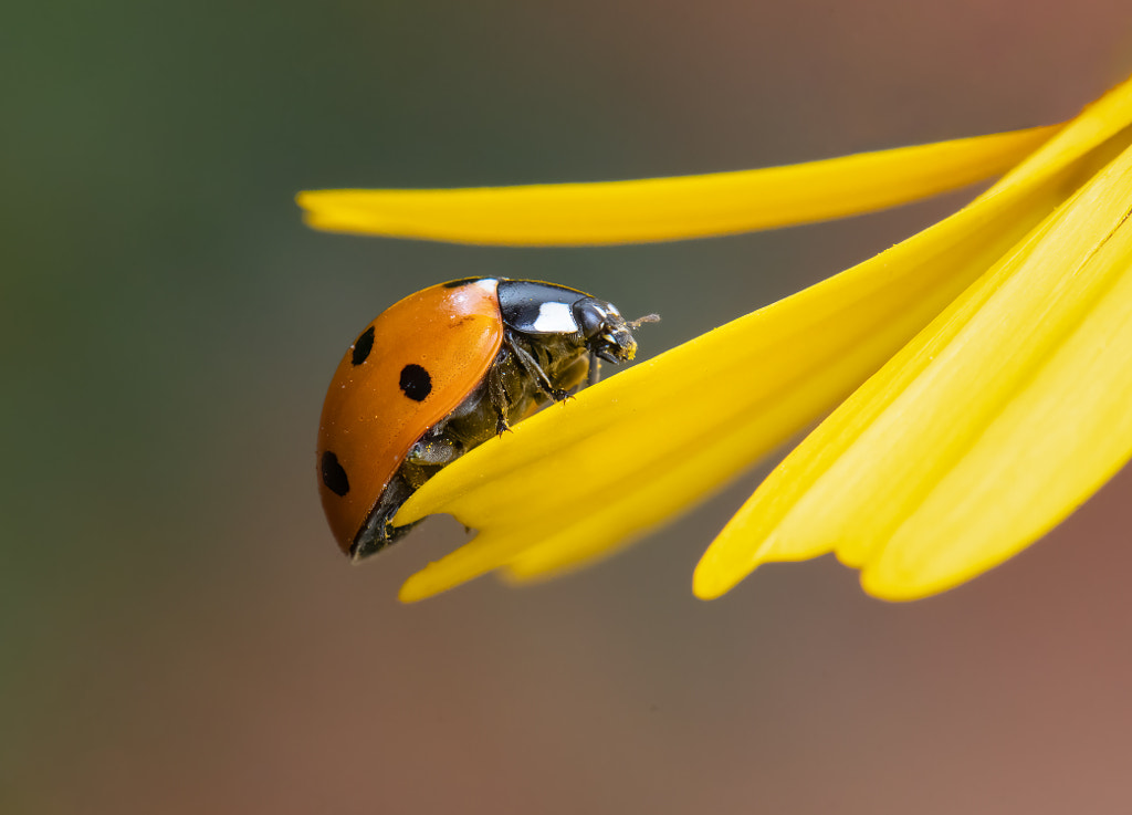 ladybug by Assaf Cohen / 500px