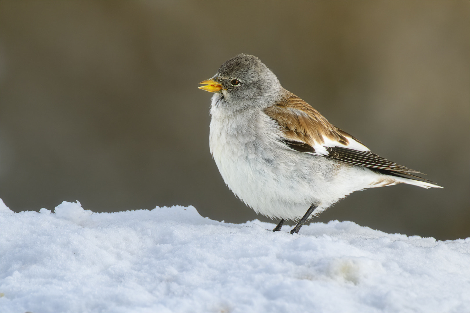 White-winged Snowfinch by Hans Rentsch / 500px