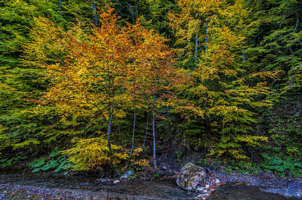 Trees growing in forest during autumn. by Ismail CALLI / 500px