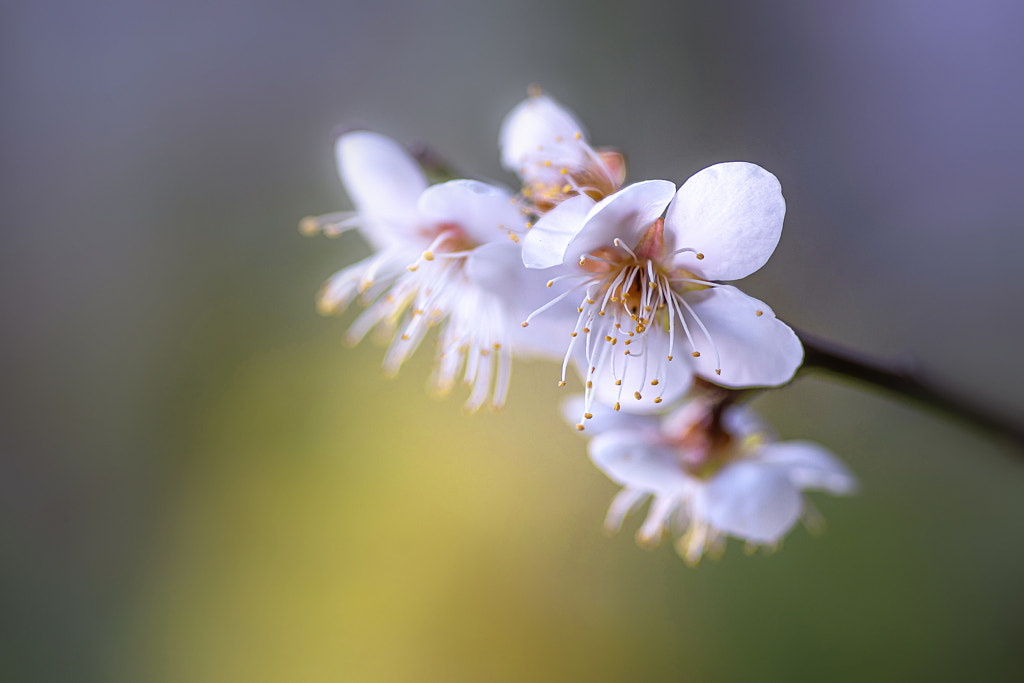 Spring again-10 by Yong Ki Park / 500px