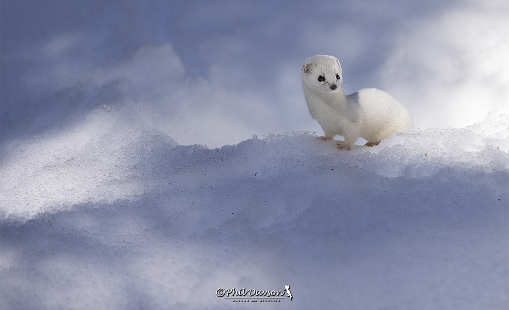 Winter weasel on the prowl by Phil Davson / 500px