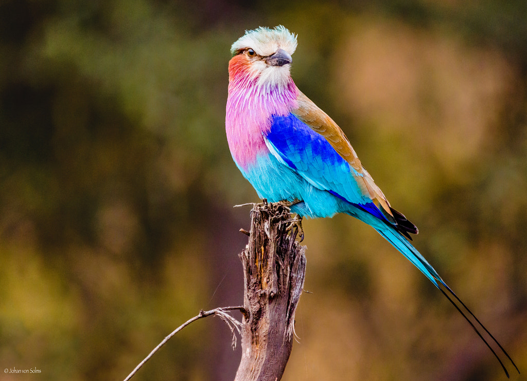 Lilac-Breasted Roller by Johan Von Solms / 500px