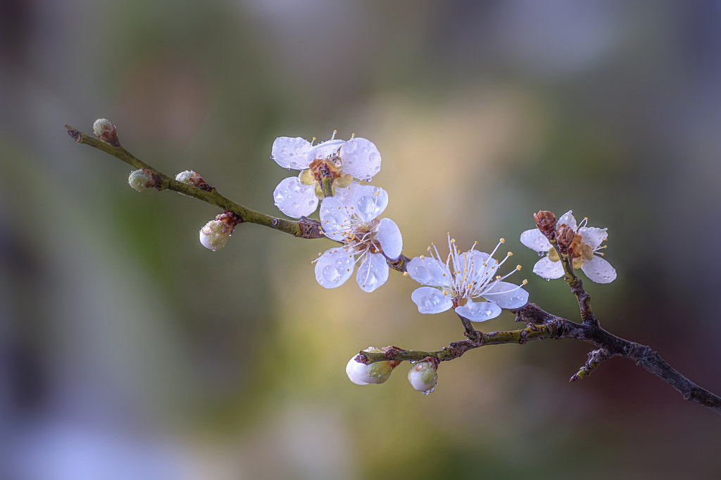 Spring again-11 by Yong Ki Park / 500px