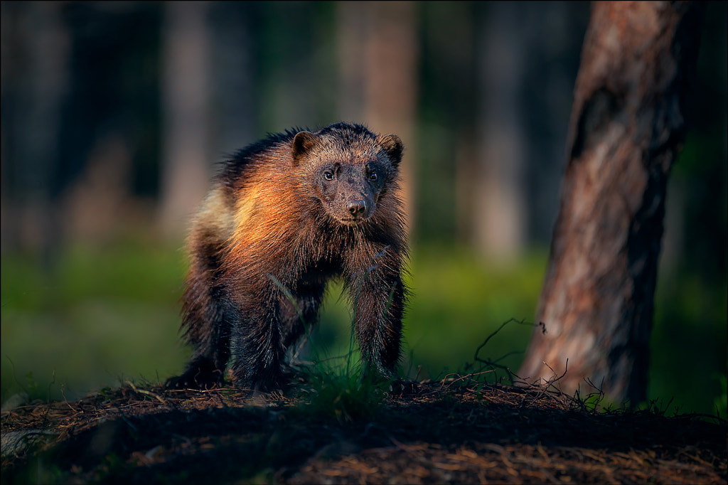 Close-up of wolverin on tree trunk by Georg Scharf / 500px