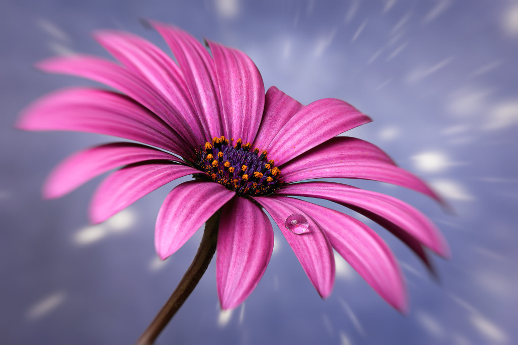 Purple flower by Sinisa Strkalj / 500px