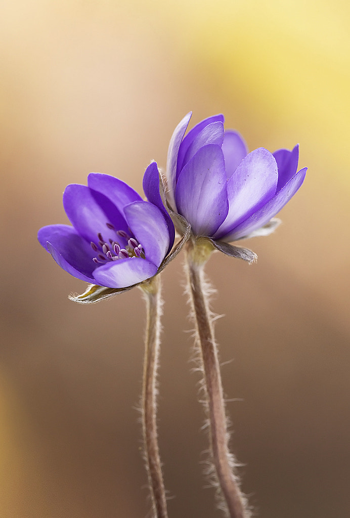 Springtime by Mycatherina / 500px