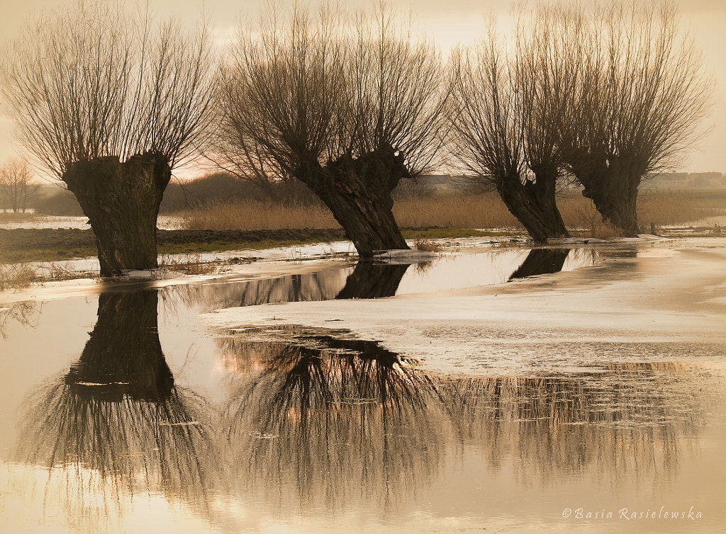 Sentimental landscape... by Basia Rasielewska / 500px