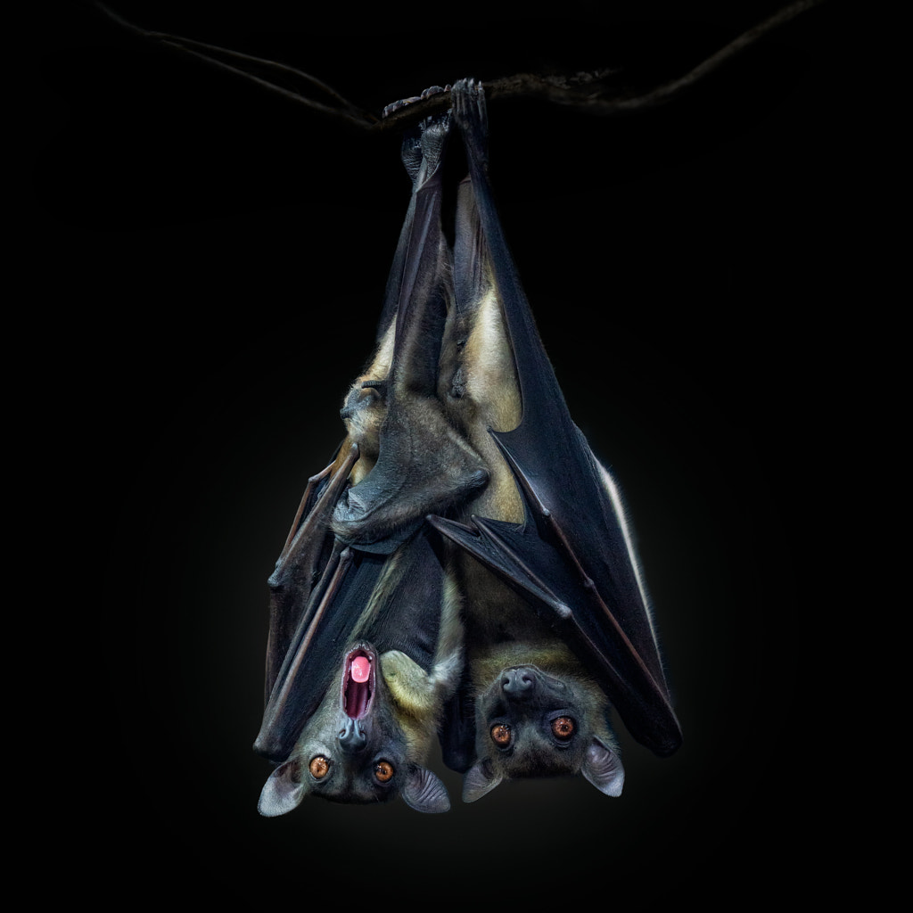 Bat times by Pedro Jarque Krebs / 500px