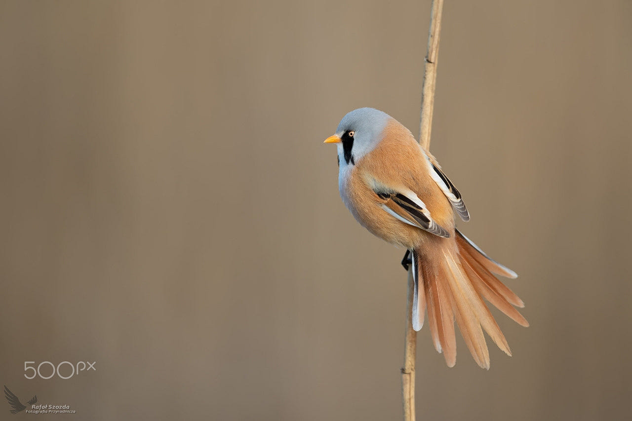 Wąsatka, Bearded Parrotbill (Panurus biarmicus) by Rafał Szozda / 500px