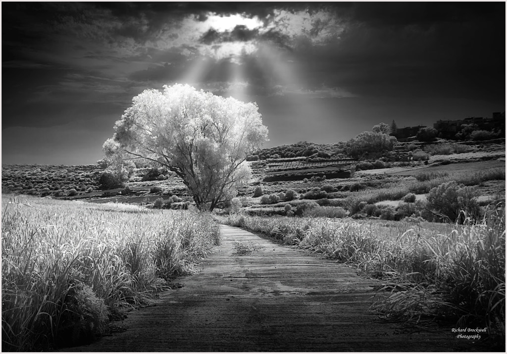 Infrared Beauty by Richard Brockwell / 500px