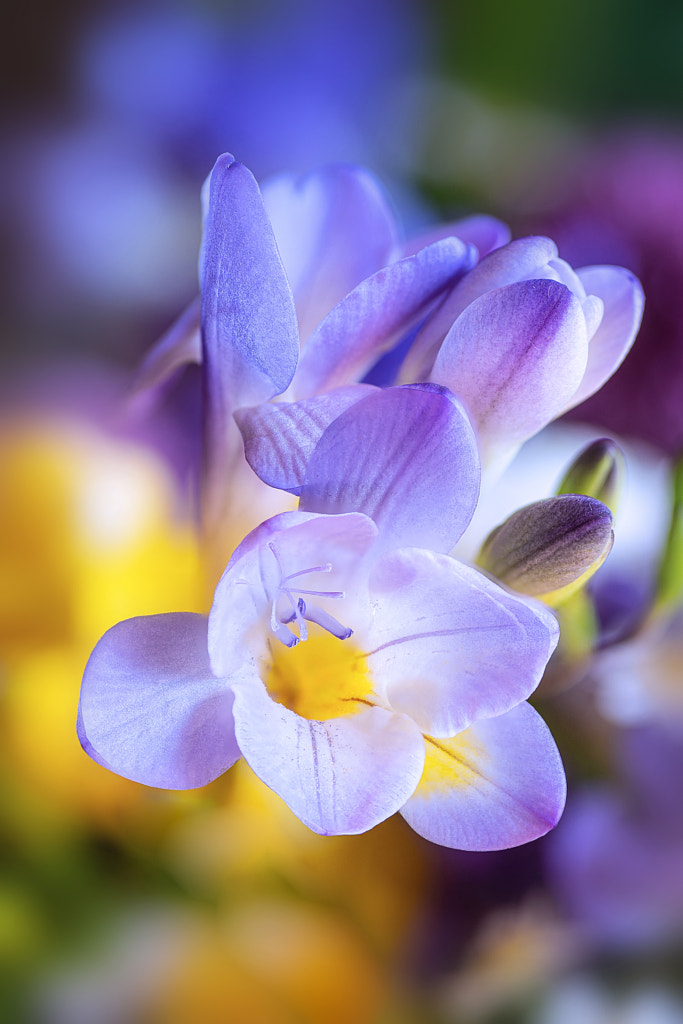 Spring again-14 by Yong Ki Park / 500px