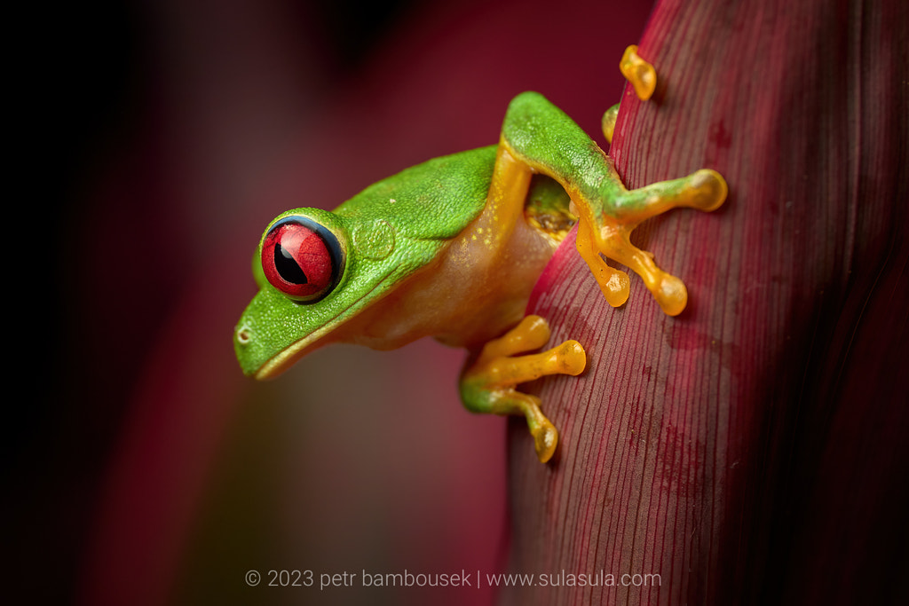 Red-eyed Tree Frog | Costa Rica by Petr Bambousek / 500px