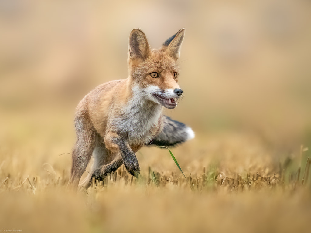 running red fox with crossed legs by Stefan Wachter / 500px
