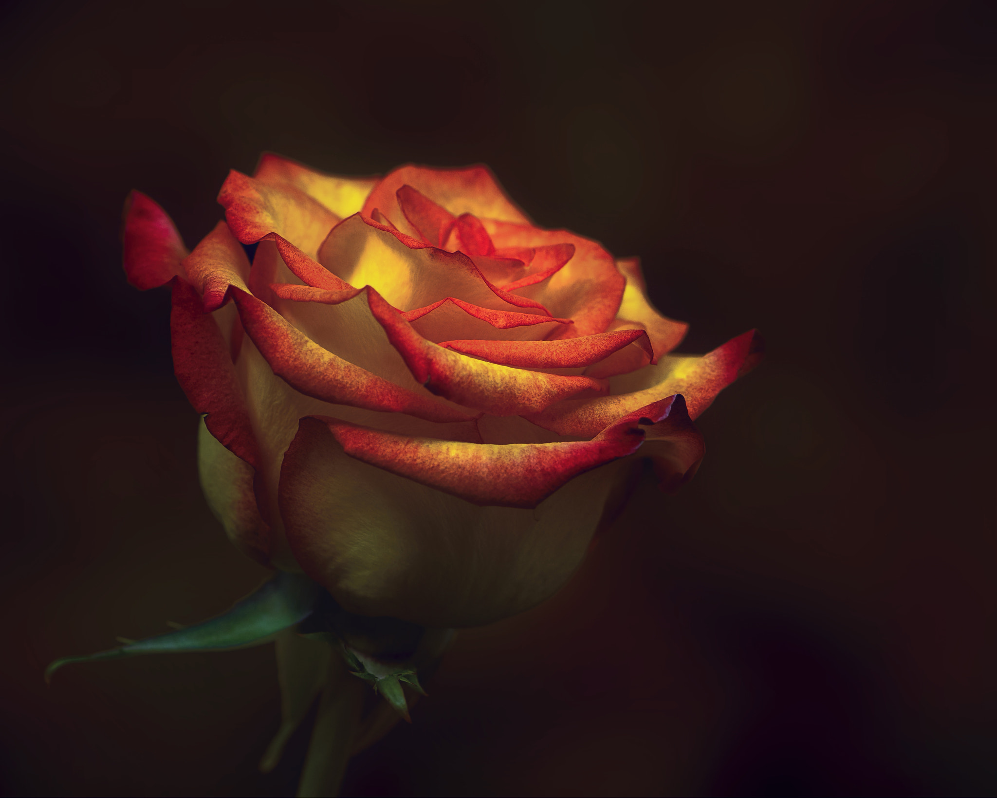 Close-up of rose against black background by Carlos Quintero / 500px