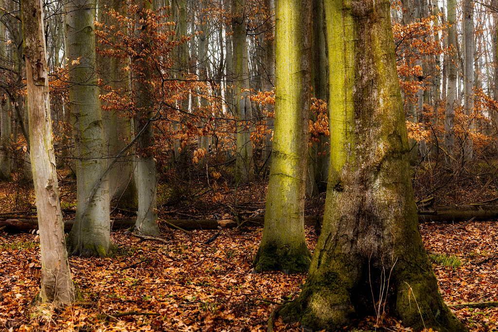 Trees in forest during autumn by Henry Hensel / 500px