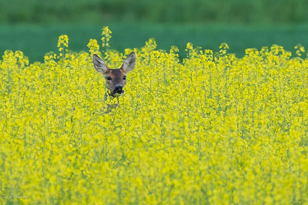 Roe deer in yellow by Gilbert Fortune / 500px