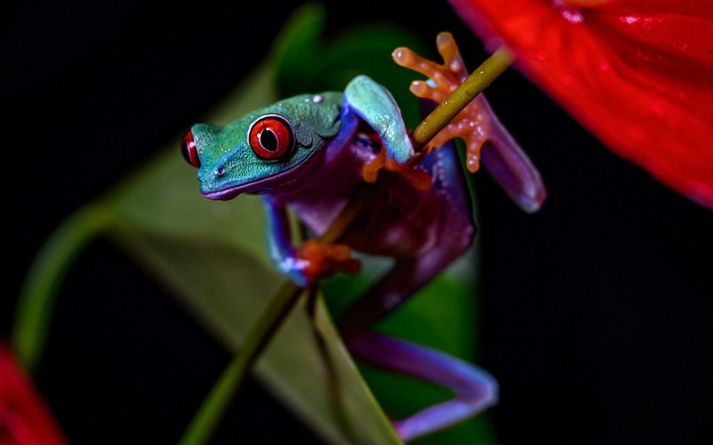 Red eyed tree frog by Ian Douglas / 500px