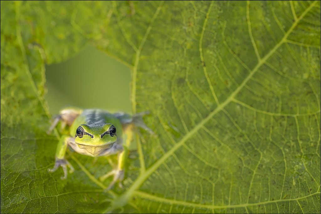 Close-up of frog on leaf by Georg Scharf / 500px