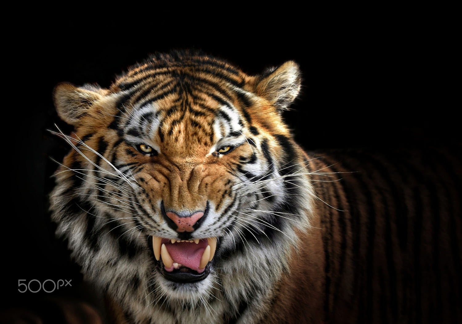 Siberian tiger by Anna Valova / 500px