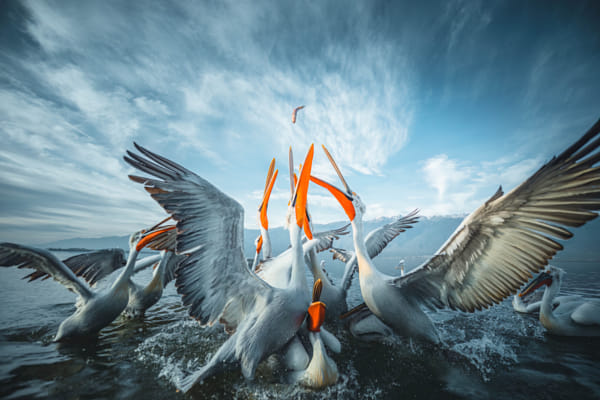 Típula by Dr. Mabuse / 500px