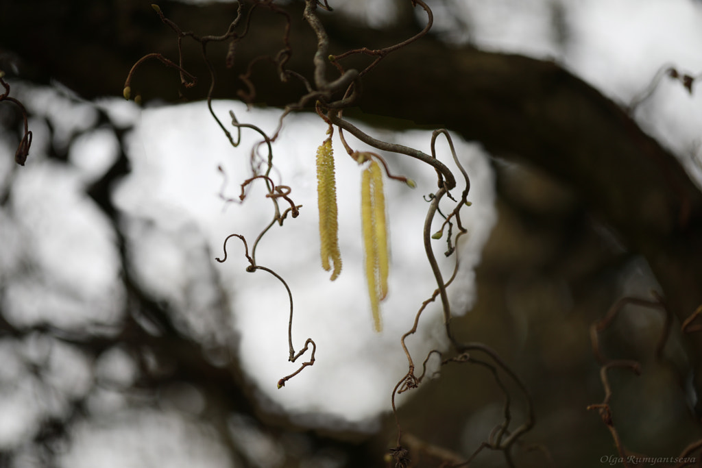 Spring. by Olga Rumyantseva / 500px