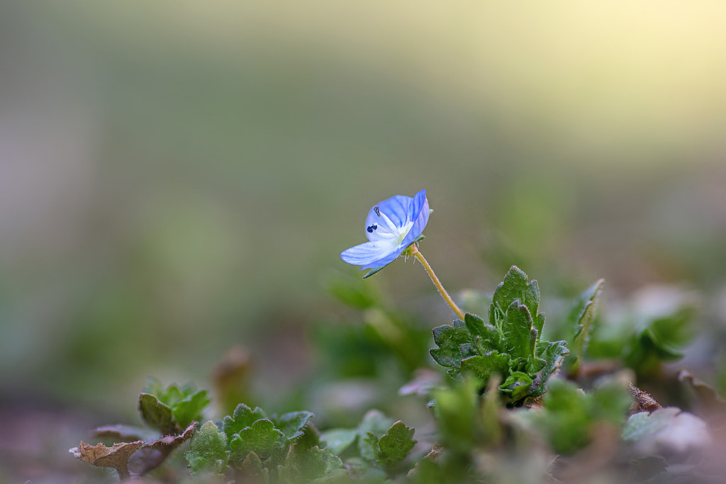Spring again-16 by Yong Ki Park / 500px