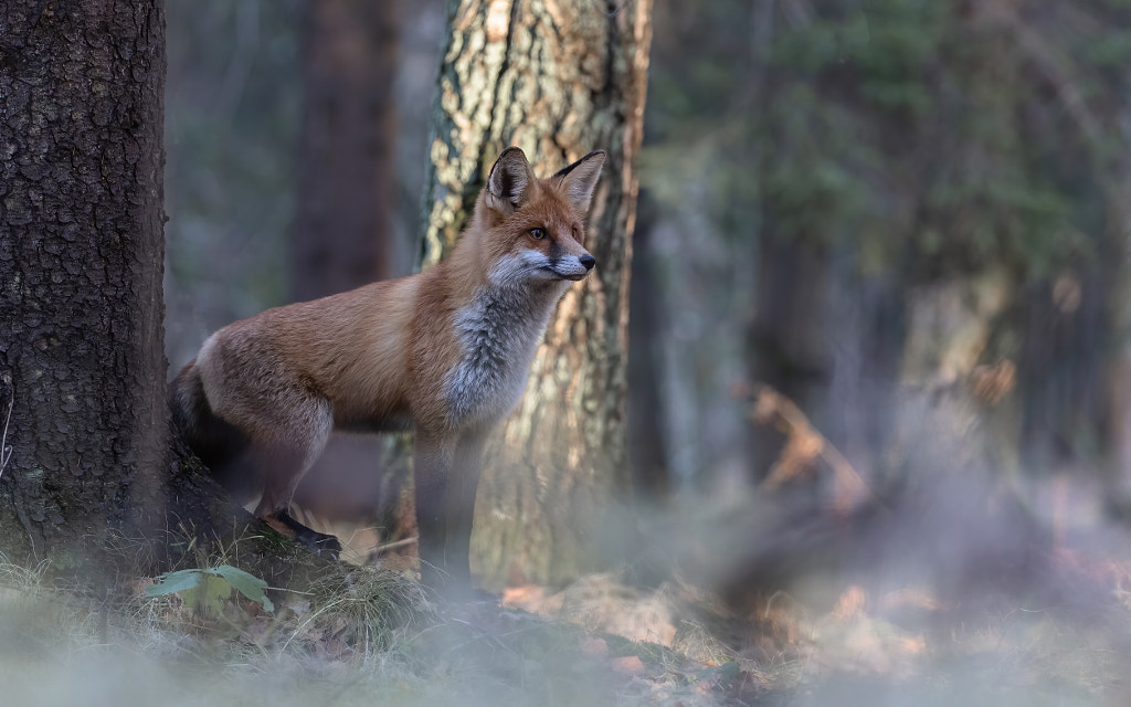 Red Fox. by Viсtor Dubinkin / 500px