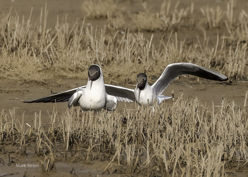 _R_S7818-black headed gull by Mark Strain / 500px