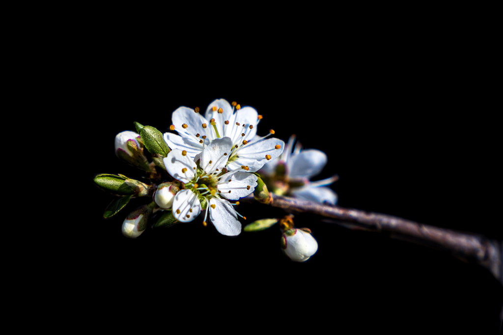 Beautiful spring by Inge David / 500px