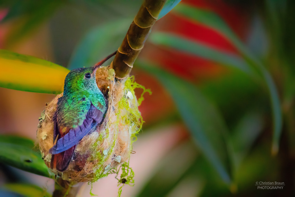 Hummingbird by Christian Braun / 500px