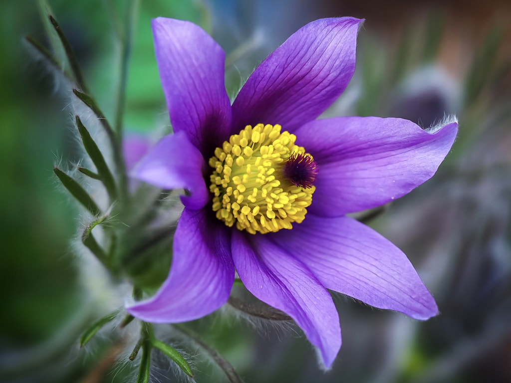 Springtime colors … by Bill Cowles / 500px