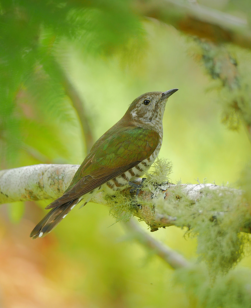 Shining Cuckoo by Tom Musson / 500px