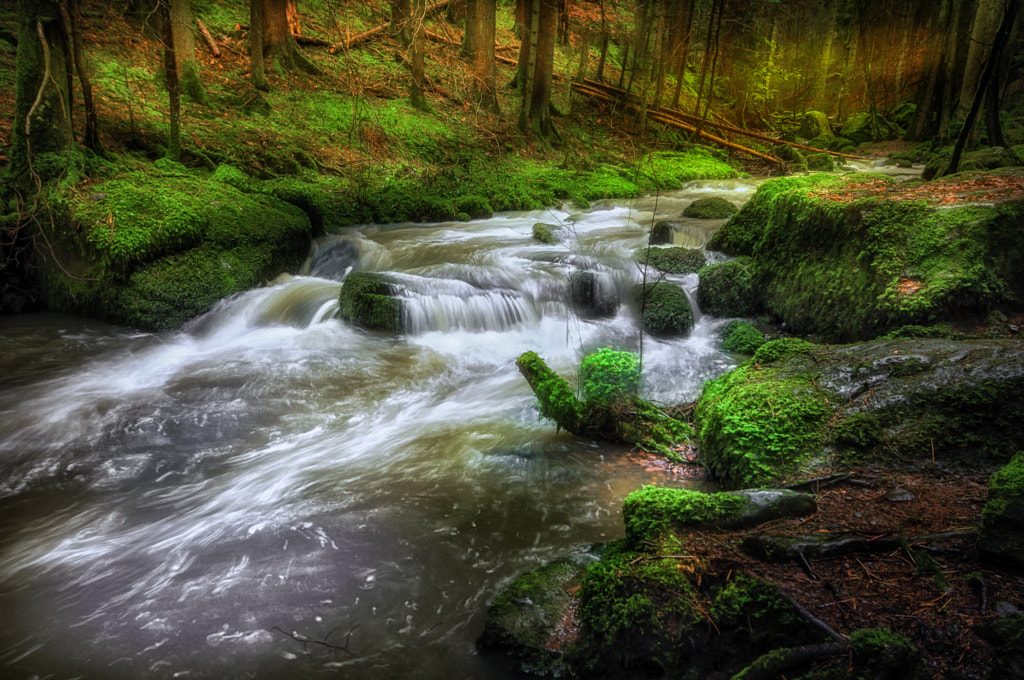 deep water forest by Ralf Thomas / 500px